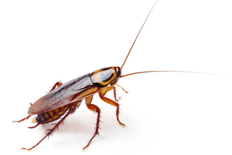 Roaches » New Jersey Pest Control Services