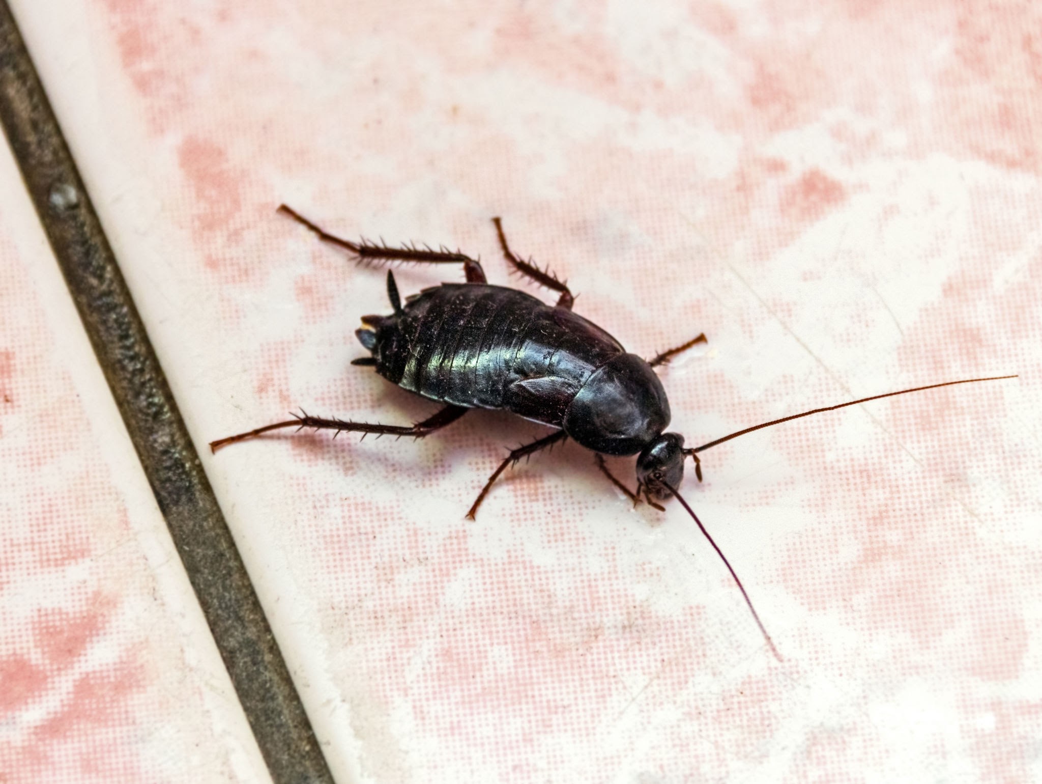 Rodent Control » New Jersey Pest Control Services