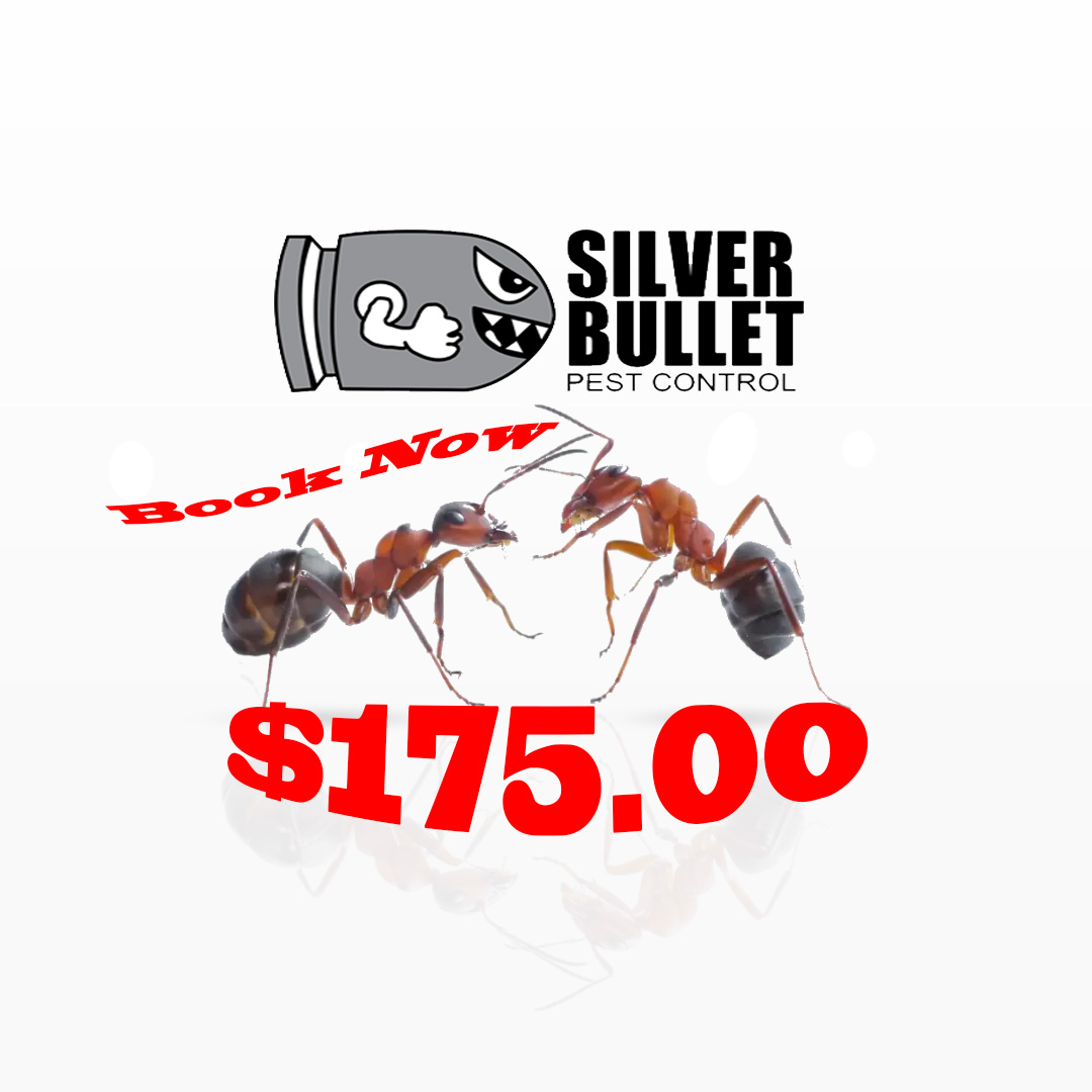 Pest Control Spring Coupon Cleaning Service 175 » New Jersey Pest ...